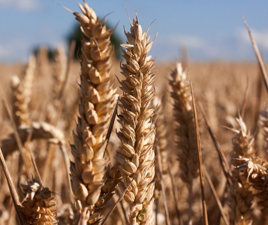 Explore Local Farms At Harvest Time - Worthy Nutrition